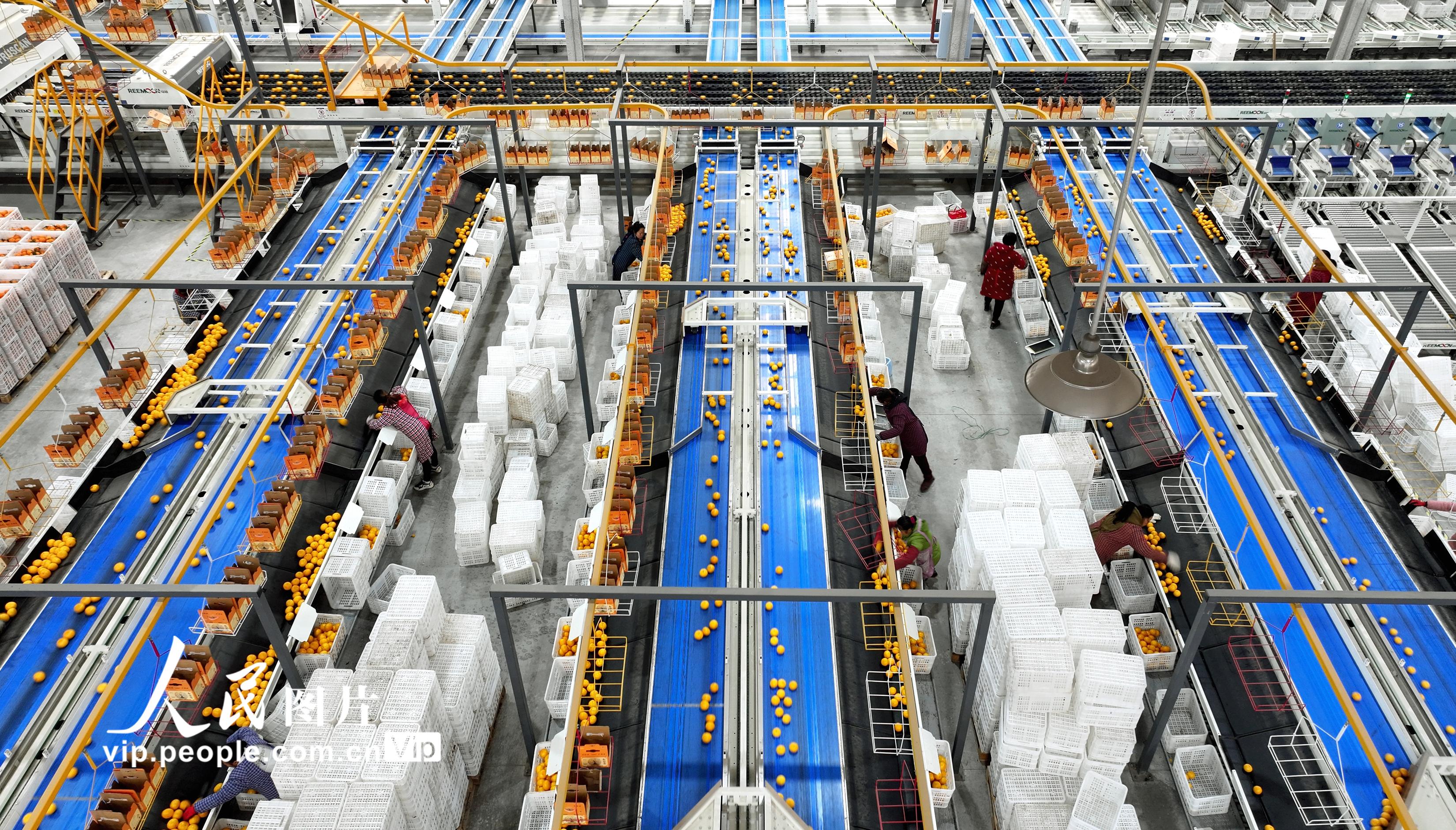 四川仁寿：水果智能分拣 助力提质增效