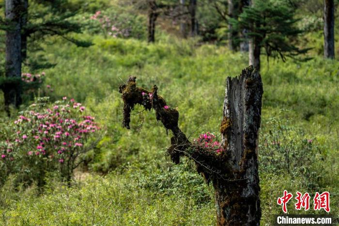 四川洪雅瓦屋山原始森林中树生杜鹃绽放