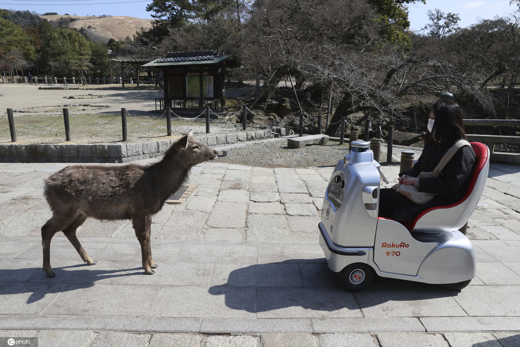 日本自动驾驶机器人RakuRo在奈良公园试运行