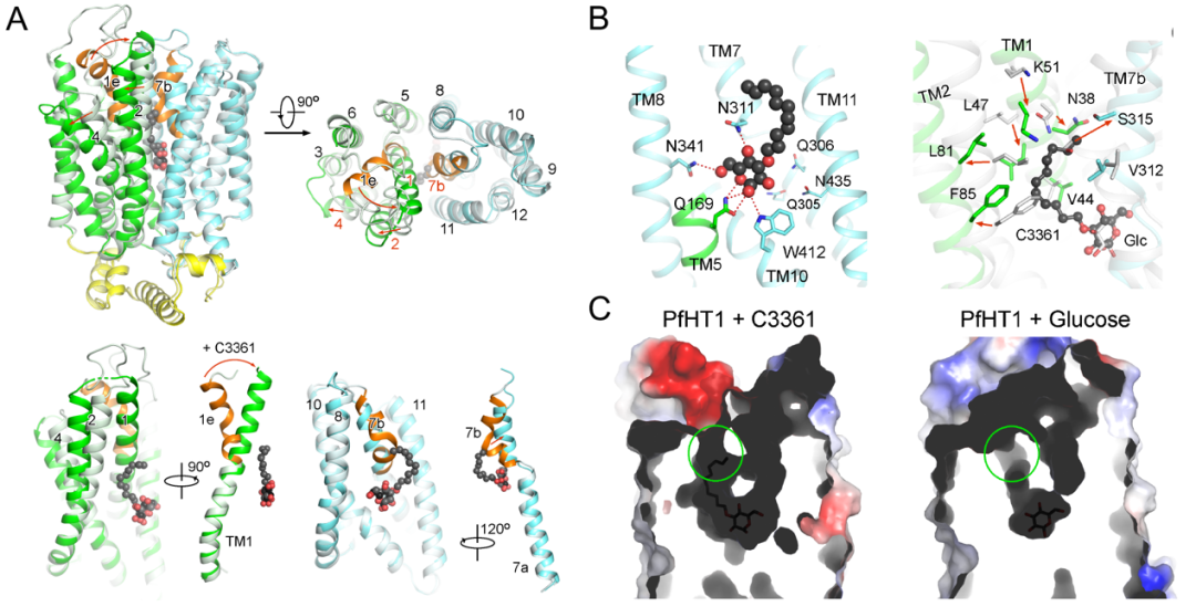 尹航团队和颜宁团队聚焦糖转运蛋白“饿死疟原虫”